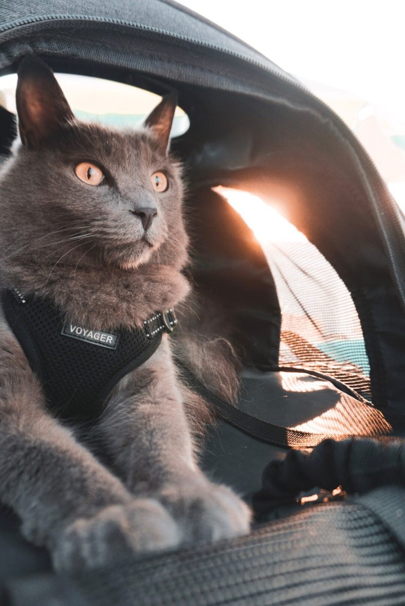 How We Travel Full-Time With Our Cat | Bucketlist Bri
