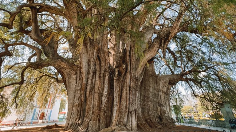 Visiting El Tule Tree in Oaxaca (Widest Tree in the World)