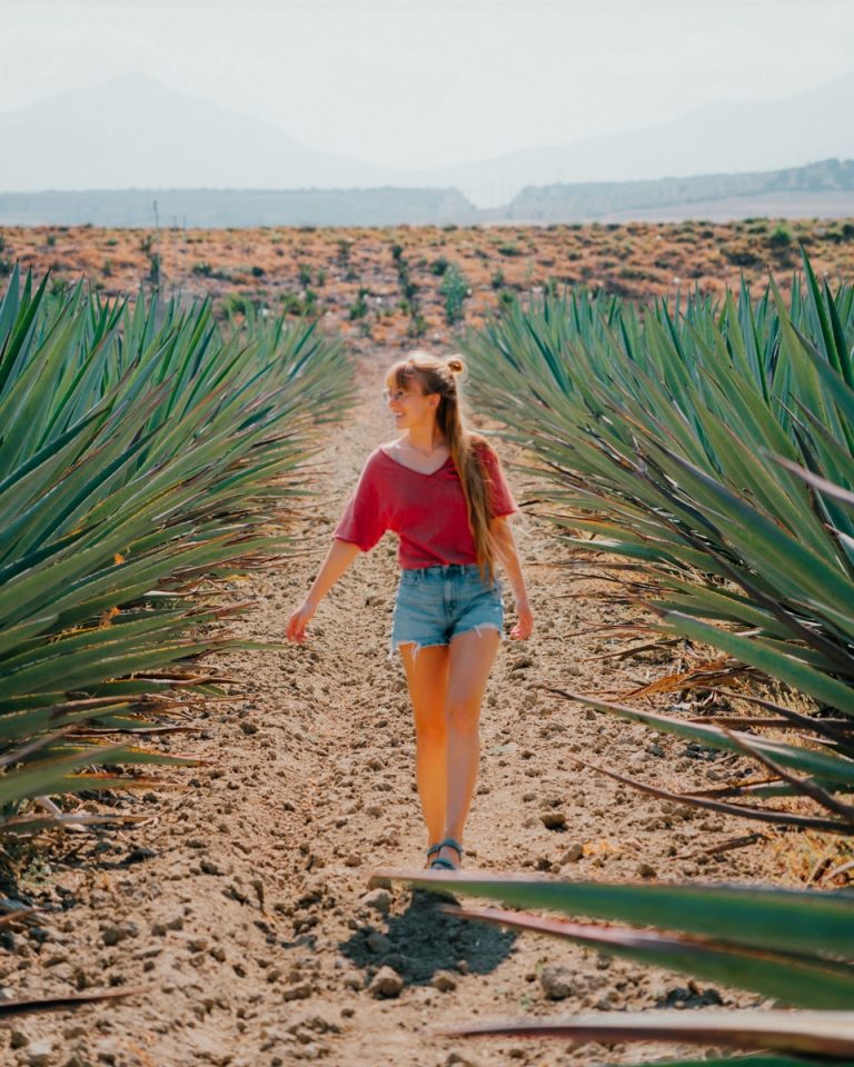 Best Mezcal Tours in Oaxaca, Mexico (+ Mezcal Tasting)