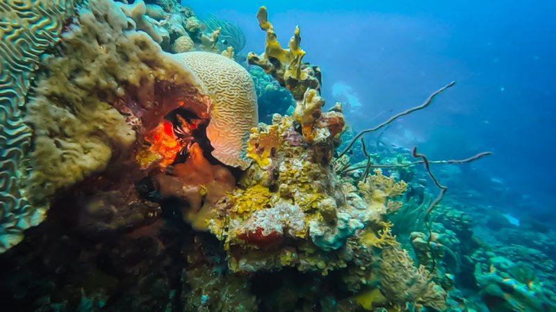 The Complete Guide to Scuba Diving in Bonaire (Caribbean)