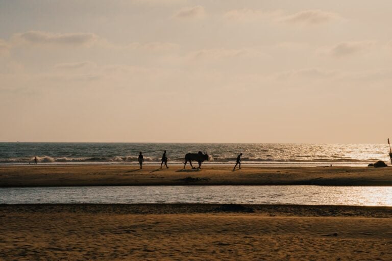 9 Awesome Things to Do in Morjim (North Goa)