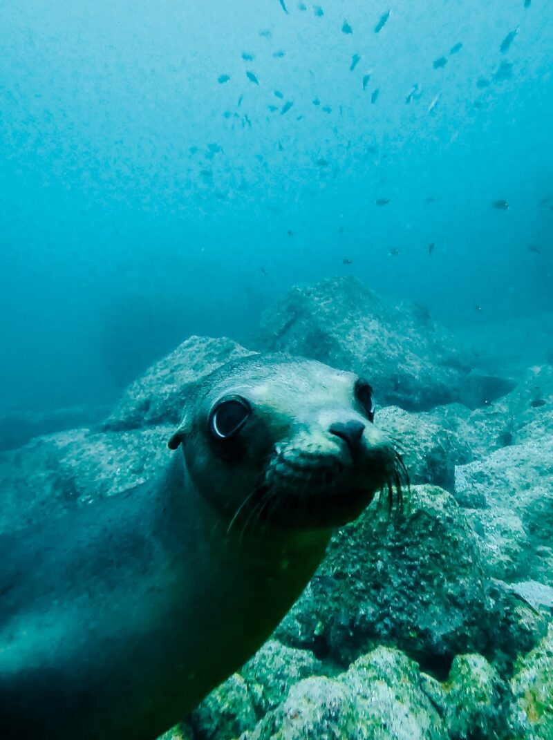 The Ultimate Guide to Scuba Diving in La Paz, Mexico