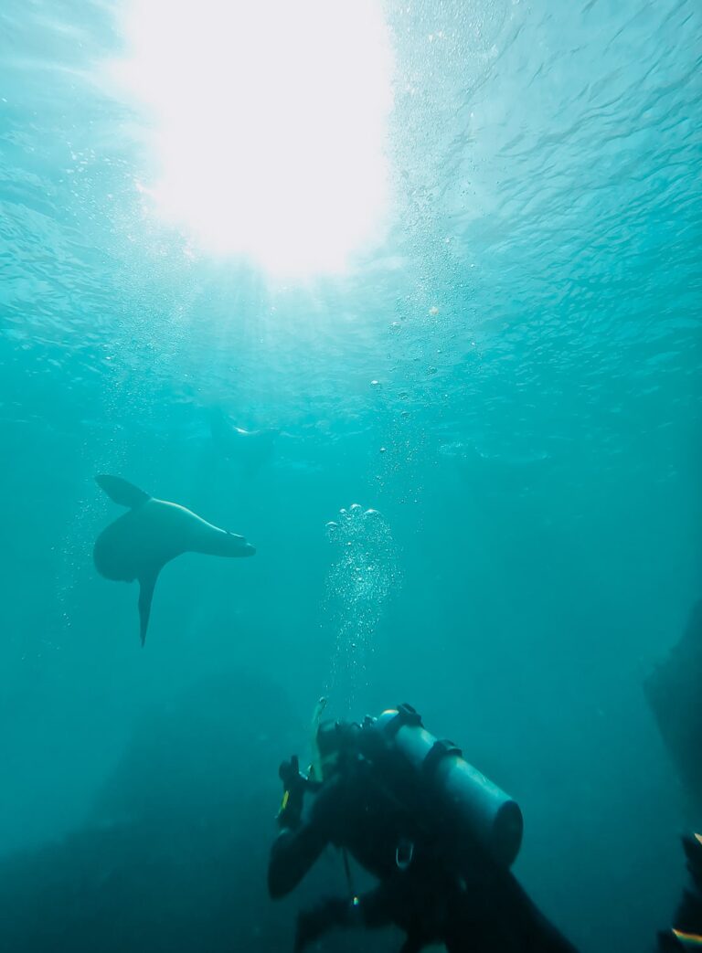 The Ultimate Guide to Scuba Diving in La Paz, Mexico