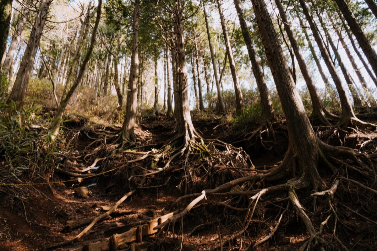 Hiking Mount Kintoki in Hakone (Mt Ashigara): A Trail Guide