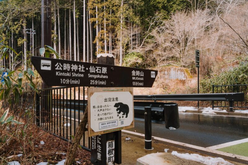 Hiking Mount Kintoki in Hakone (Mt Ashigara): A Trail Guide