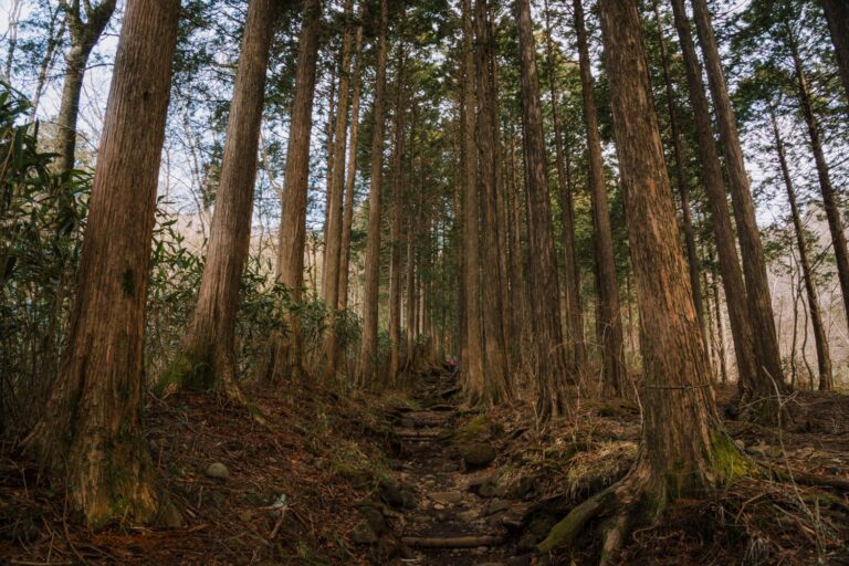 Hiking Mount Kintoki in Hakone (Mt Ashigara): A Trail Guide
